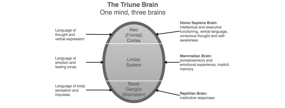Learn about Triune brain theory - BROJO